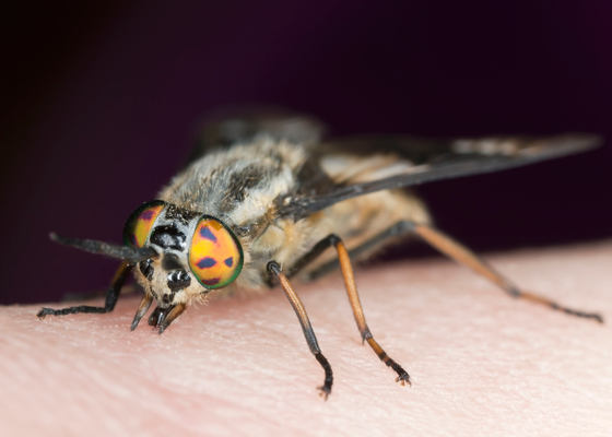 What Are Biting Flies